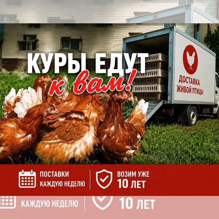 Куры Ломан Браун оптом от 100 шт
