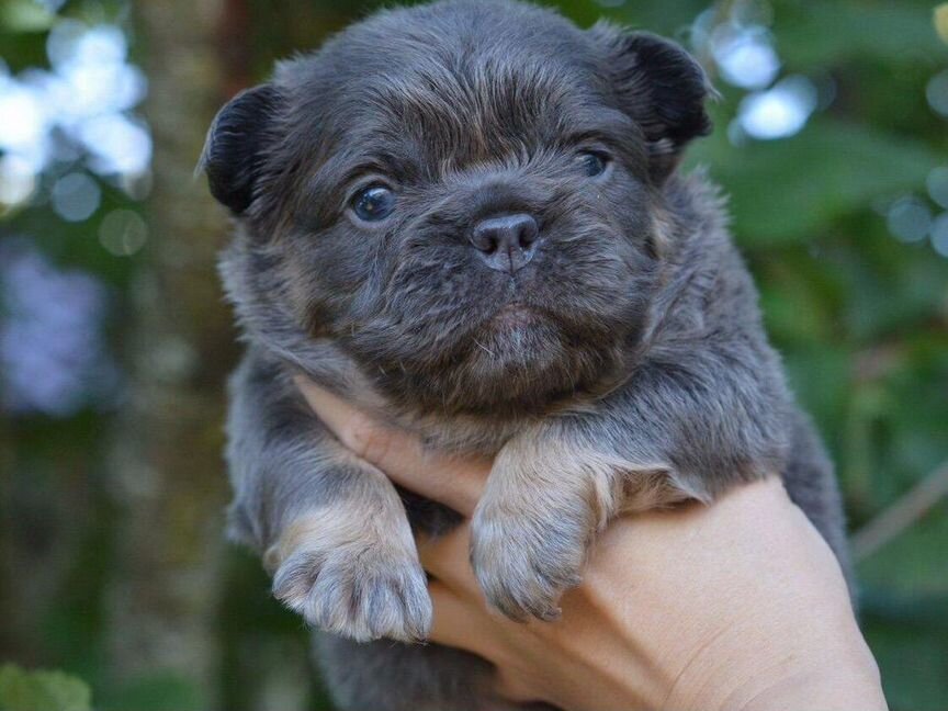 Пушистые девочки Французский бульдог abkc