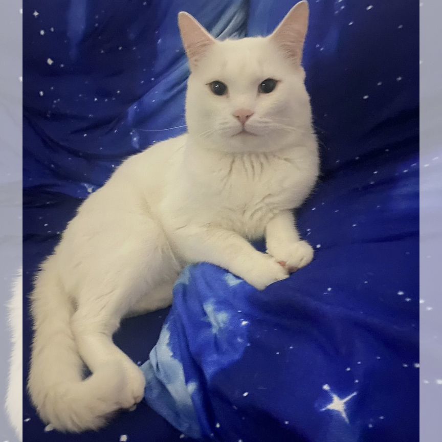 Котик Мурзик