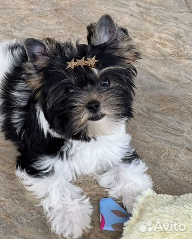 Малышка little кукла
