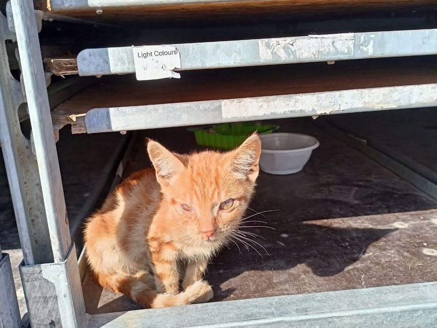 Яркий рыжий котёнок ищет дом