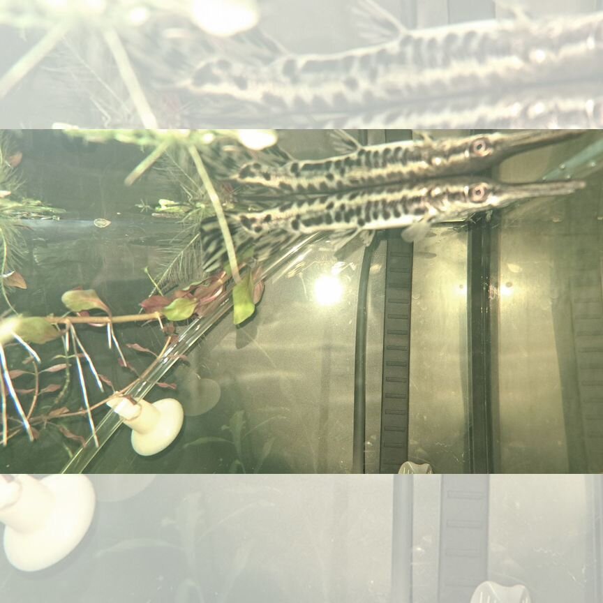 Щука панцирная аквариумная