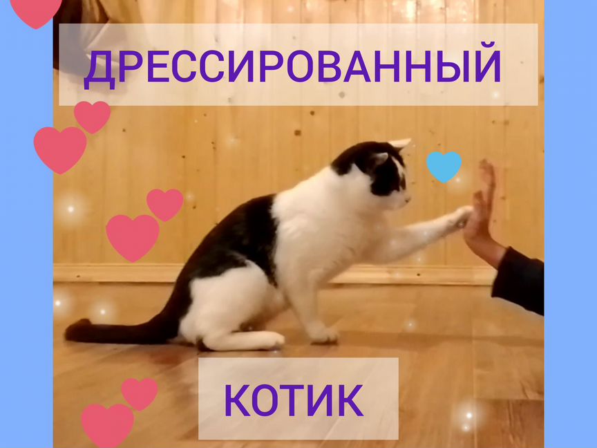 Дрессированный котик. Котенок кошка Кошечка
