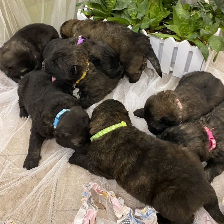 Чистокровные, рабочие щенки кавказы