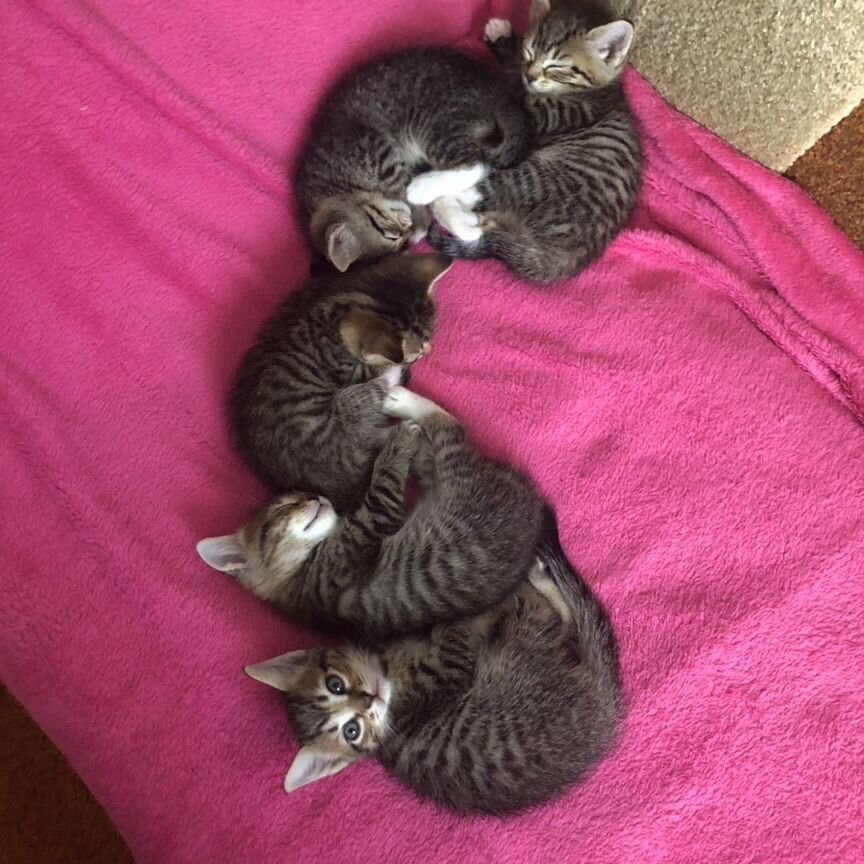 Котята в добрые руки даром