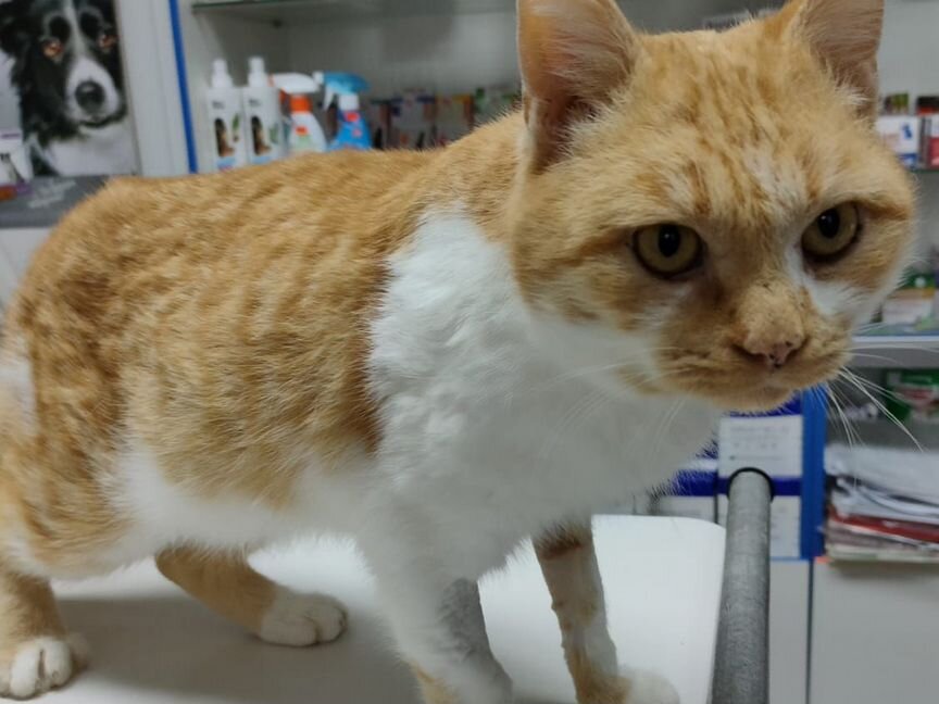 Кот Вениамин