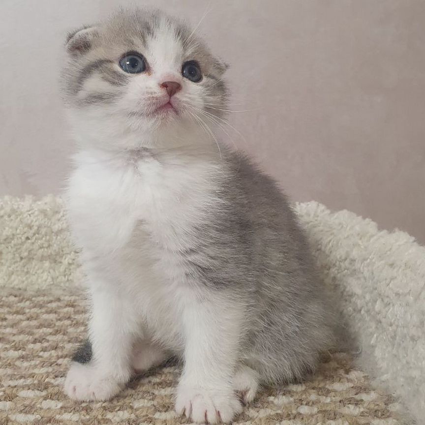 Шотландские вислоухие котята