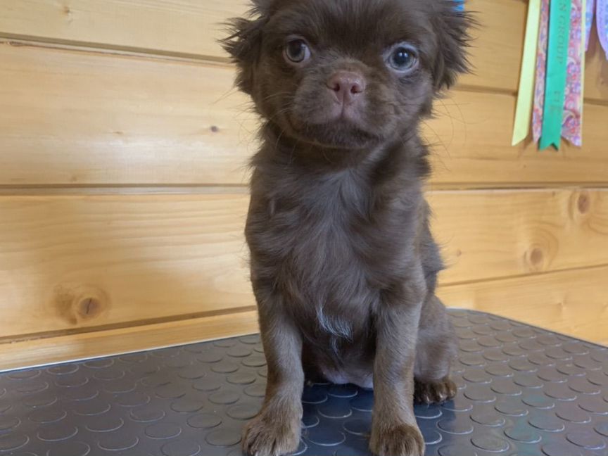 Дш чихуахуа девочка