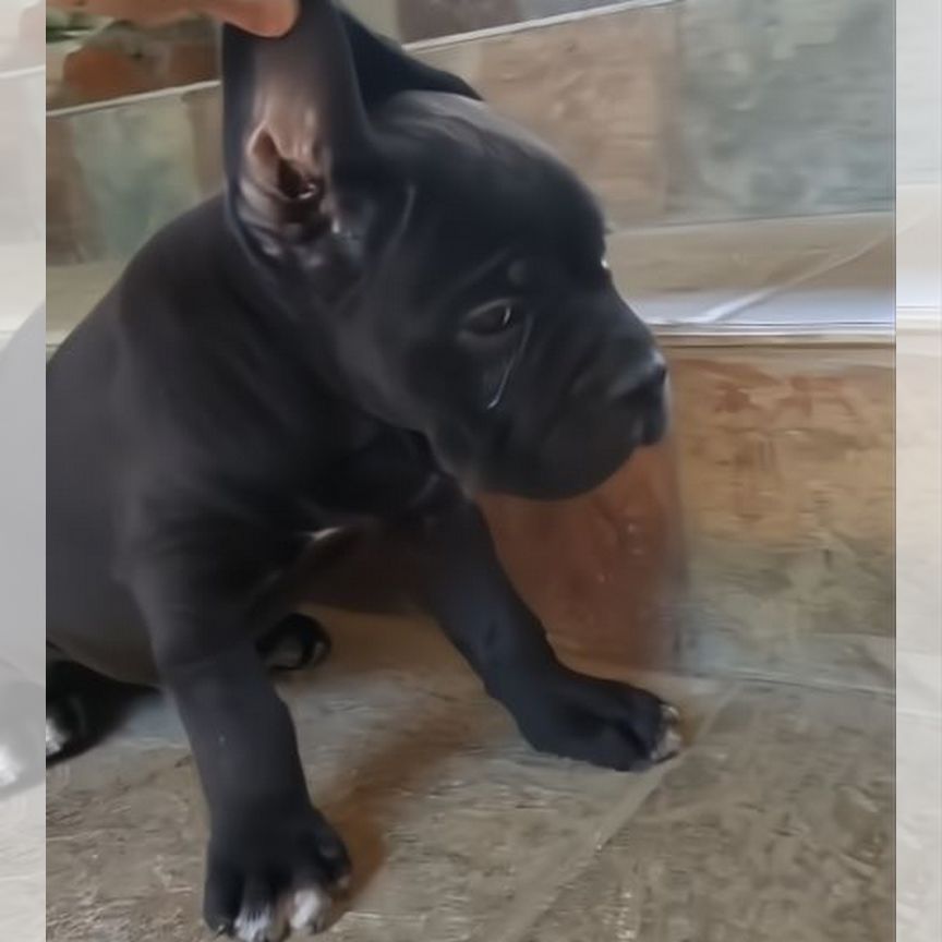 Кане-корсо, щенок