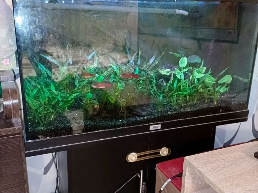 Аквариум juwel rio 120