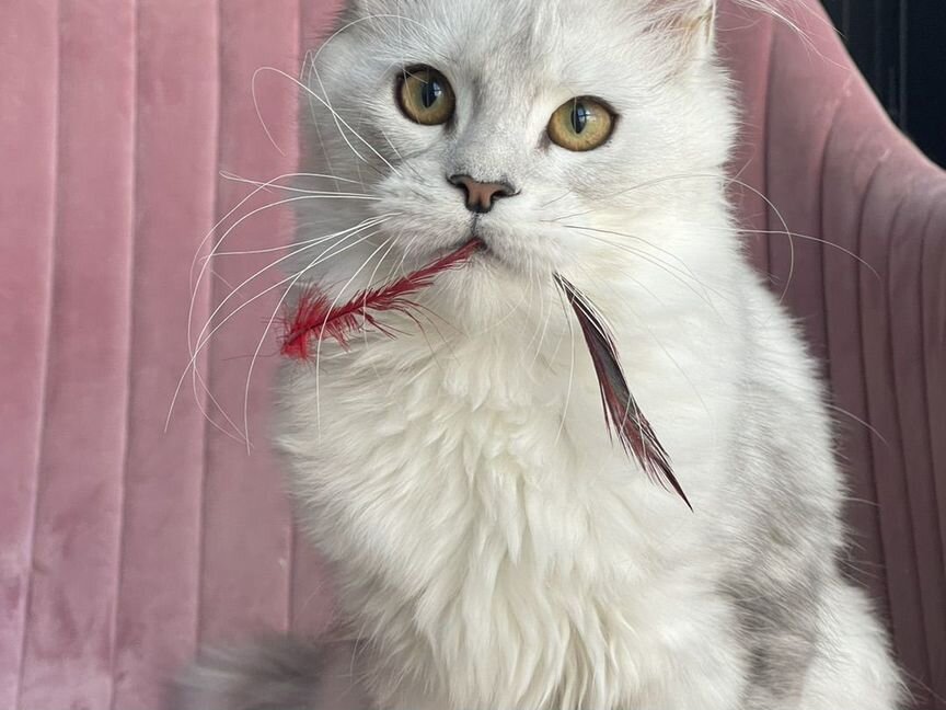 Котенок мейн-кун