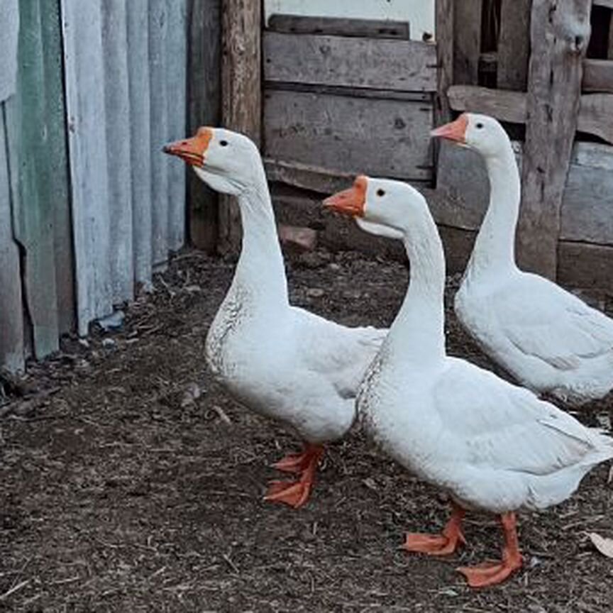 Индюки и гуси