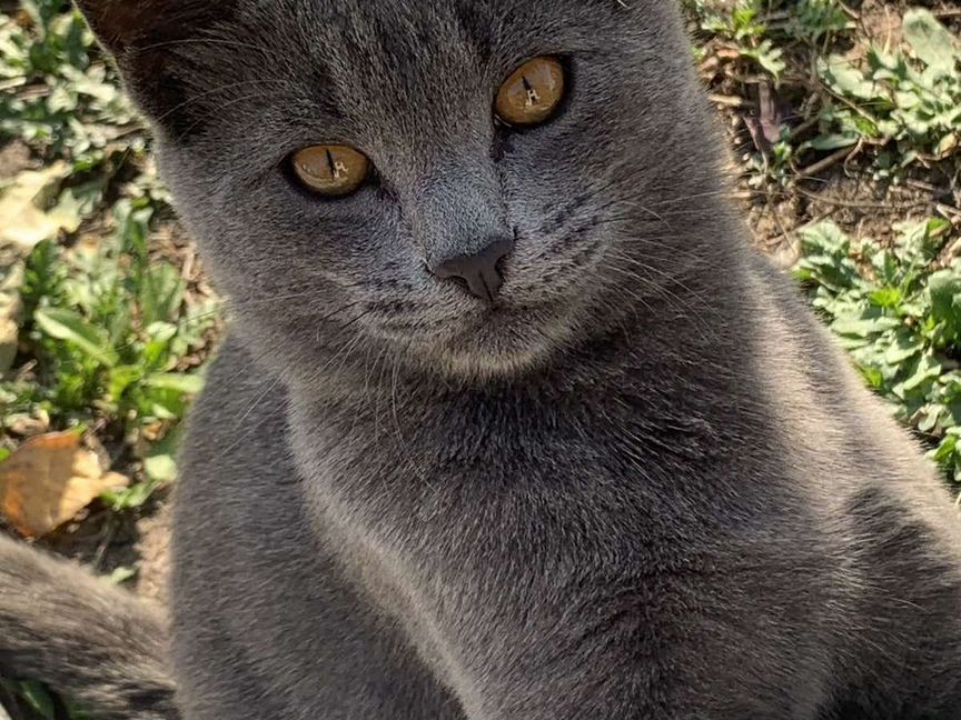 Котенок мальчик серый