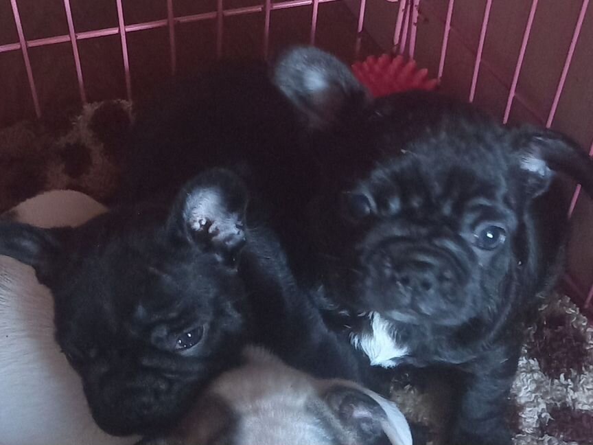 Супер французики