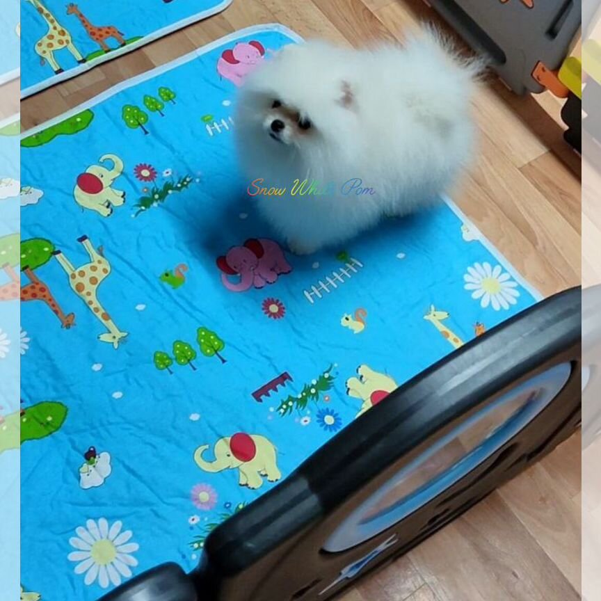 Померанский шпиц, щенок