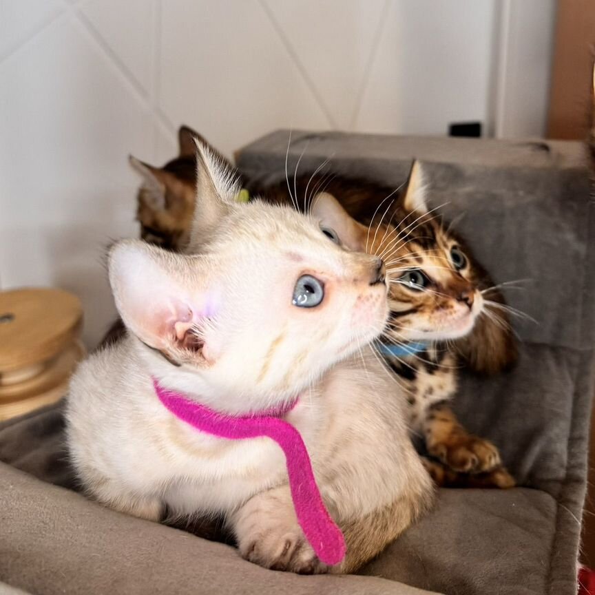 Бенгальская девочка