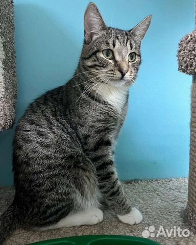 Замечательный котик ищет дом