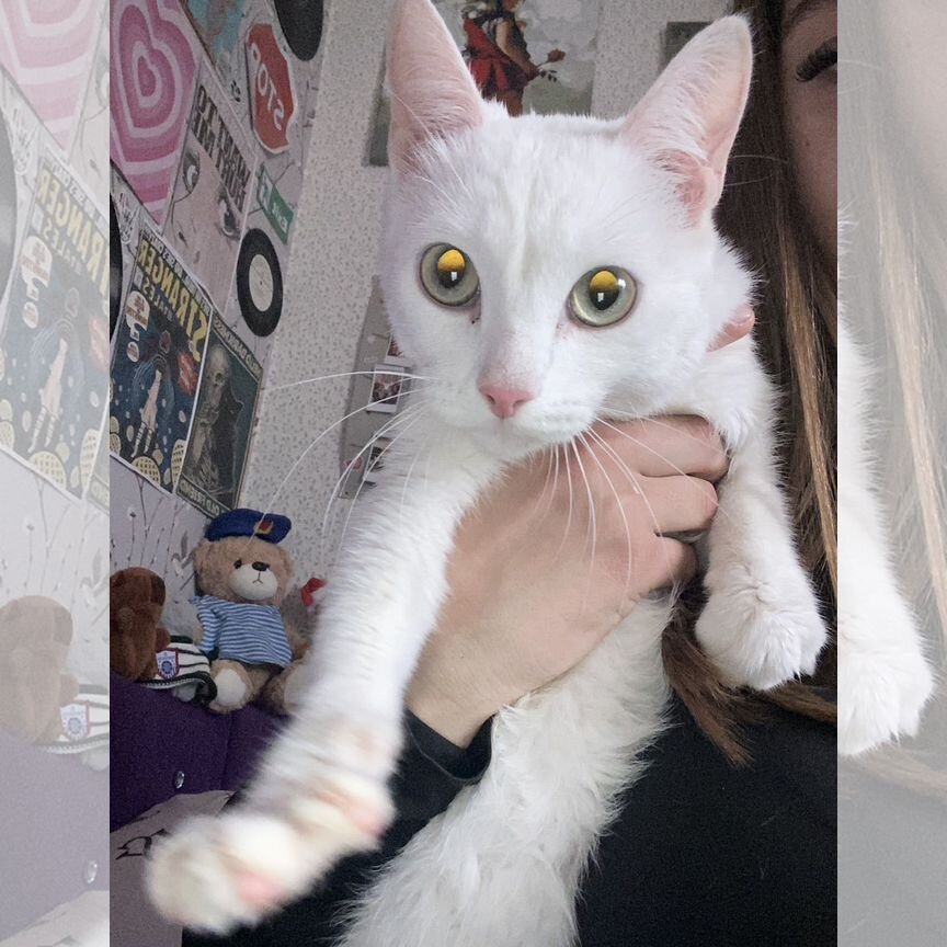 Отдам кота в добрые руки