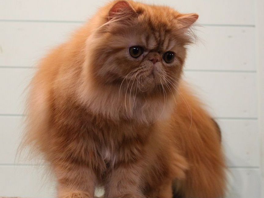 Красивые красные котики - получается К в кубе