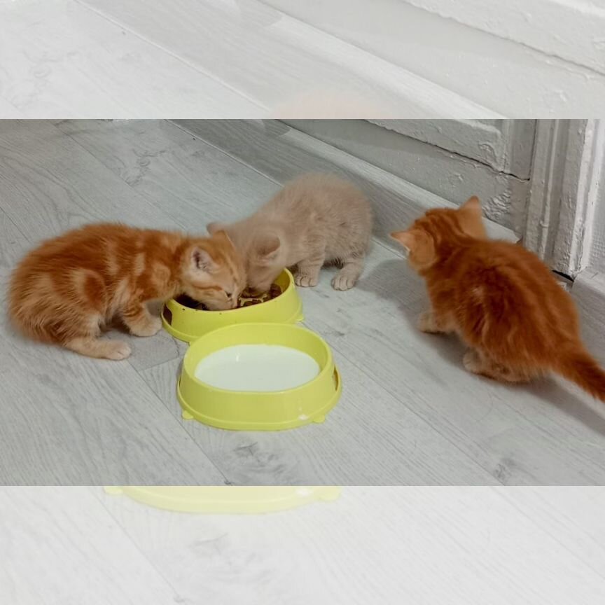 Шотландская
