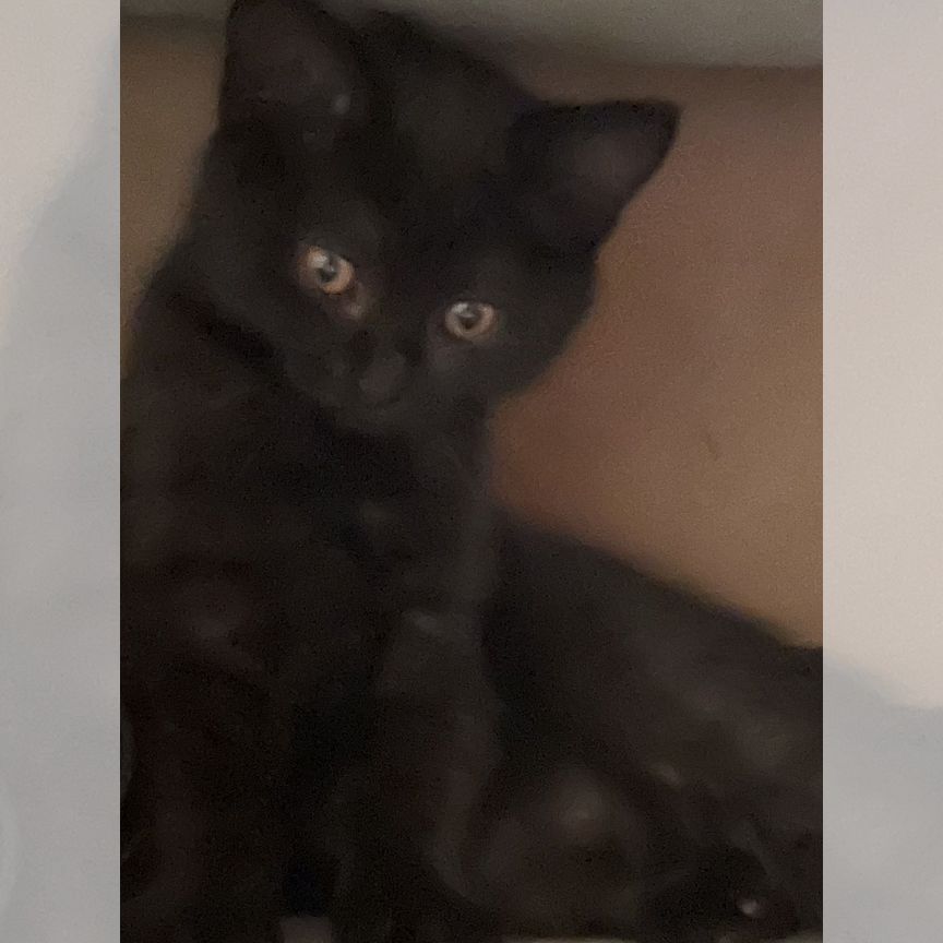 Котёнок от частного владельца