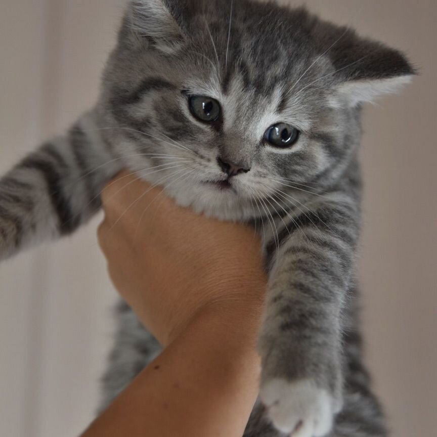 Полубританцы котята