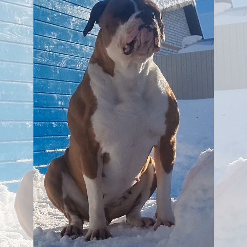 Американский бульдог щенки