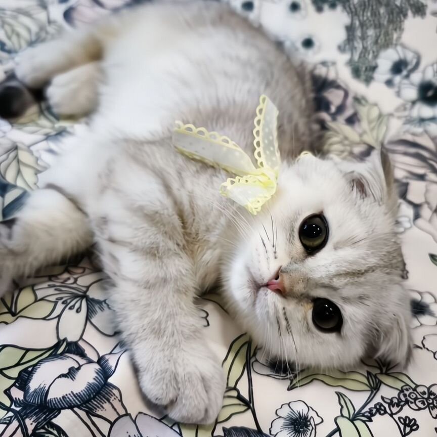 Шотландский вислоухий короткошёрстный котёнок