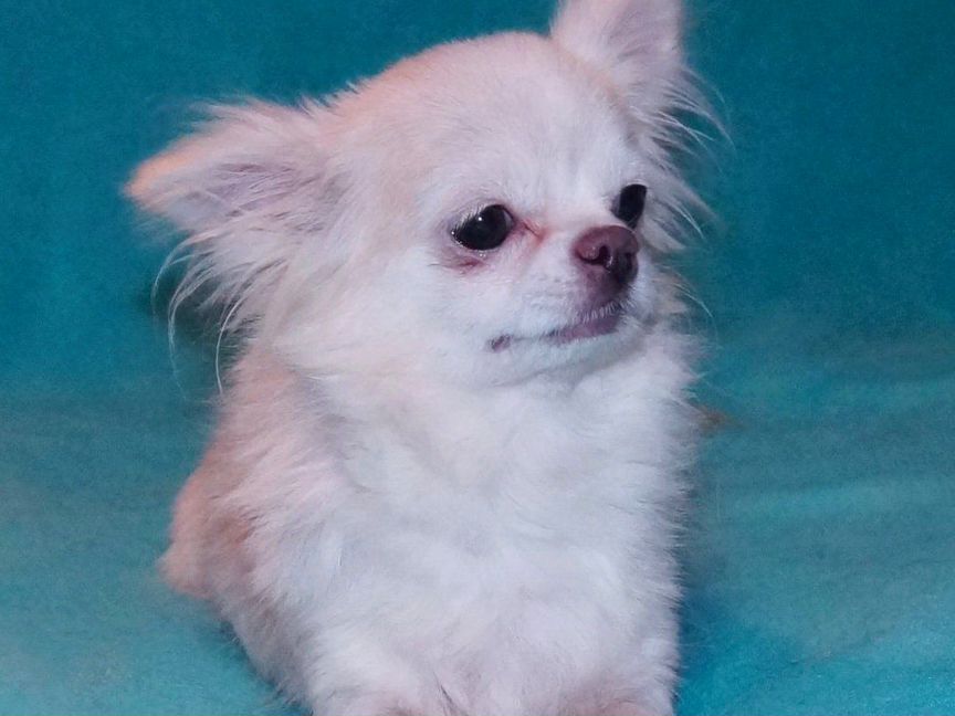 Взрослая кремовая девочка