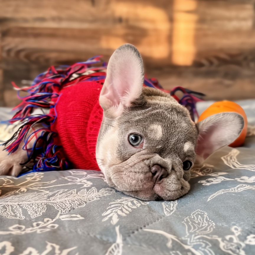 Французский бульдог, щенок