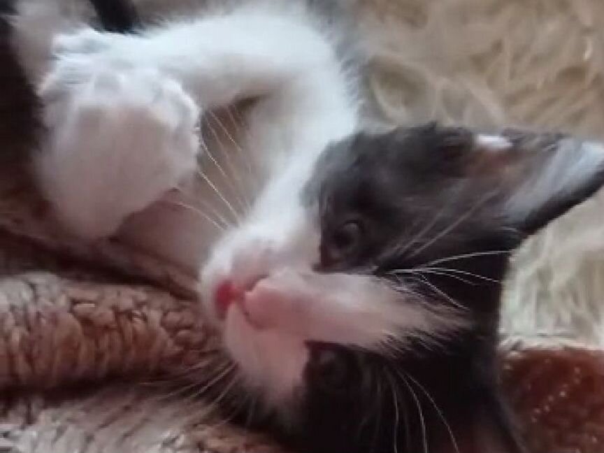 Котенок