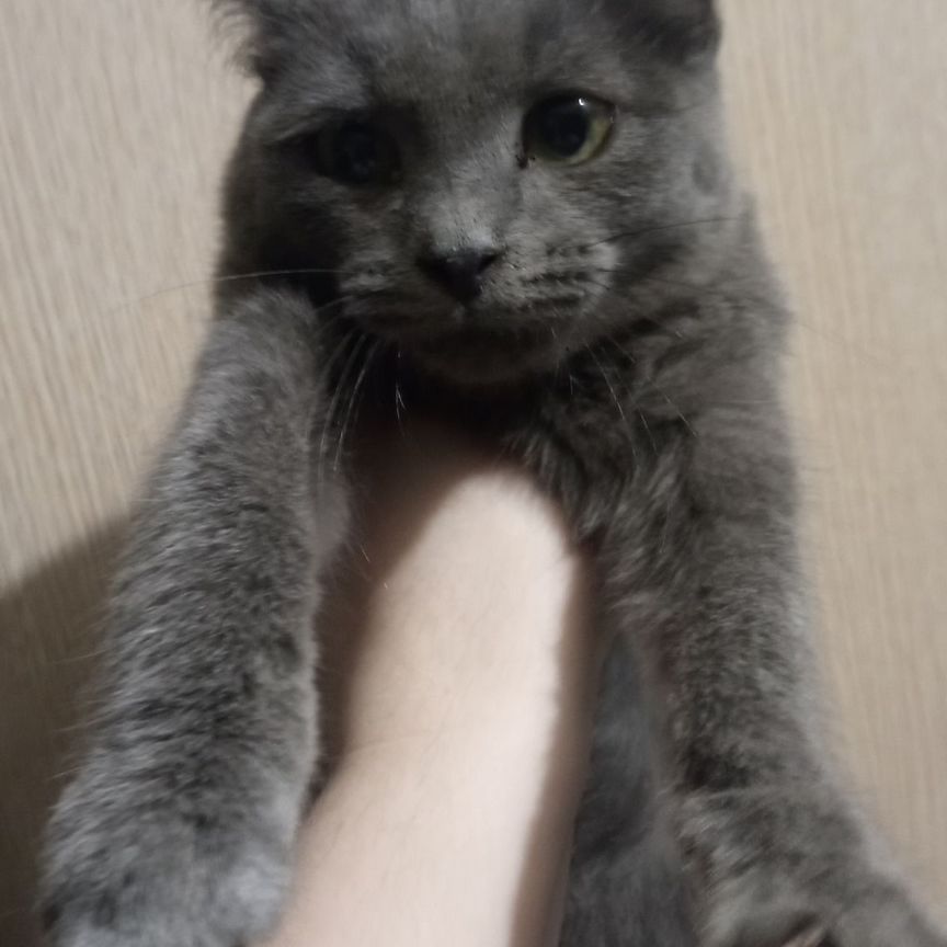 Котик, месяца 4