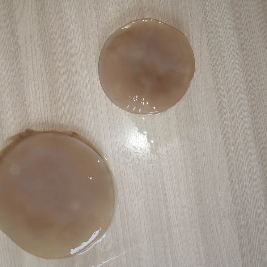 Чайный гриб комбуча