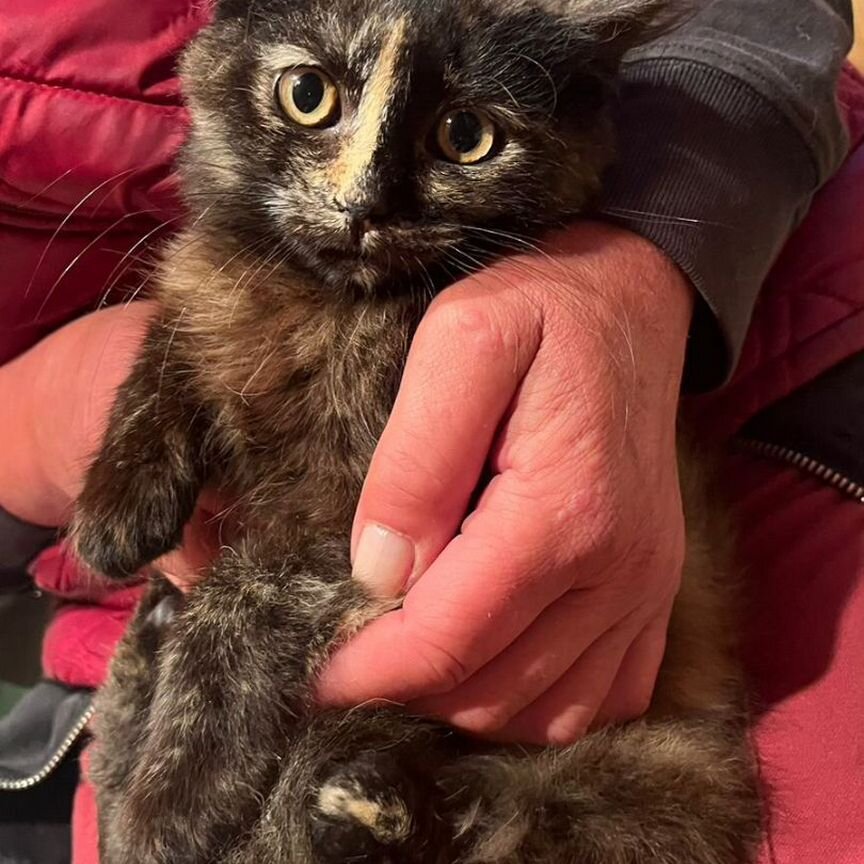 Нора в поиске семьи