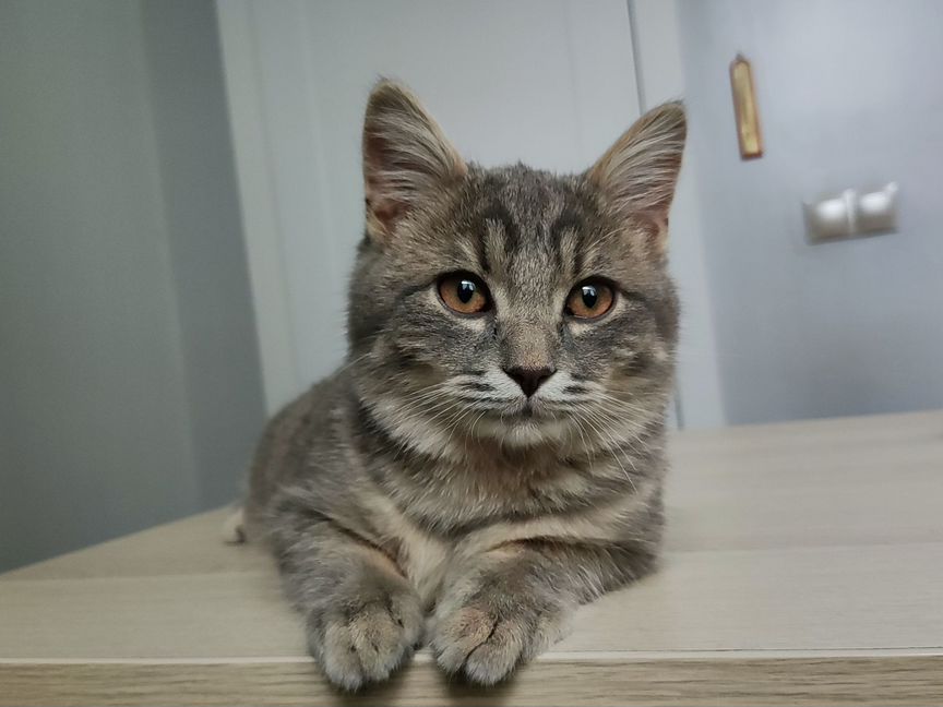 Котик мурлыка