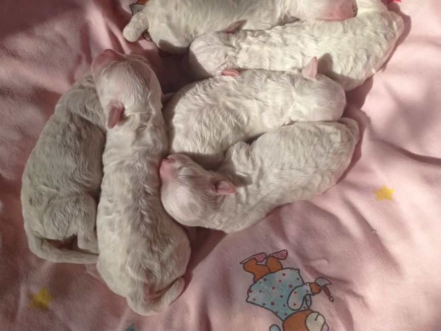 Щенки Бишон Фризе