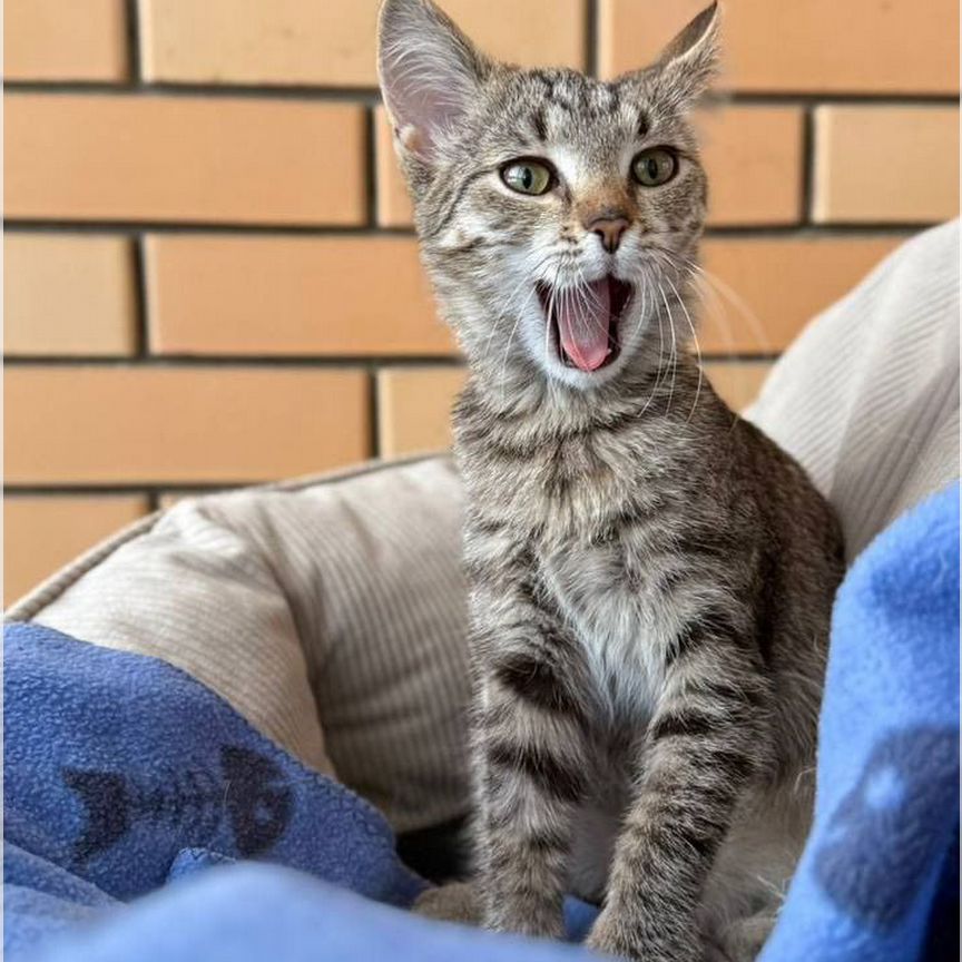 Котёнок в дар (лейкоз)