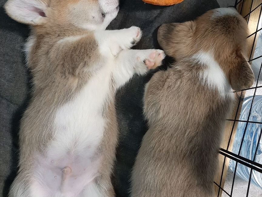 Щенки вельш-корги пемброк