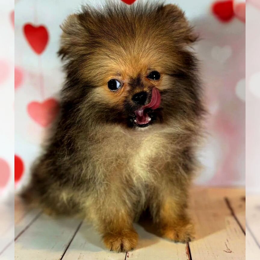 Померанский шпиц, щенок