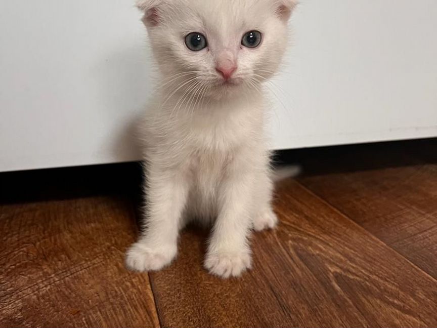 Вислоухие котята