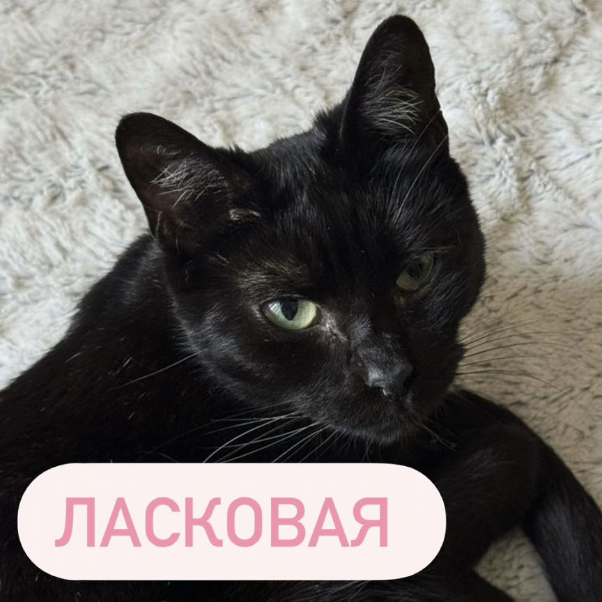 Самая ласковая черная кошка