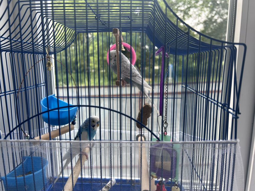 Волнистый попугайсамец и самка