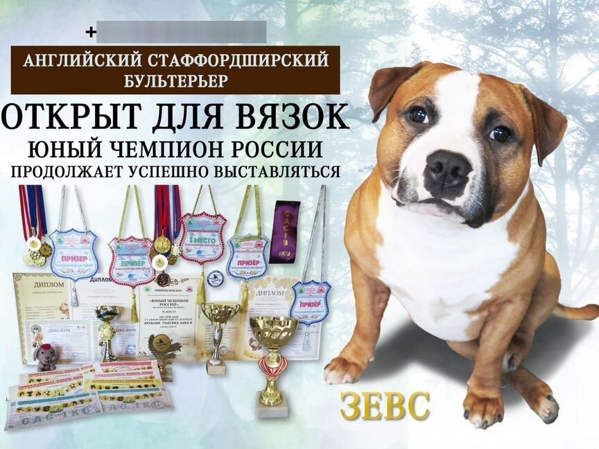 Стаффордширский бультерьер вязка