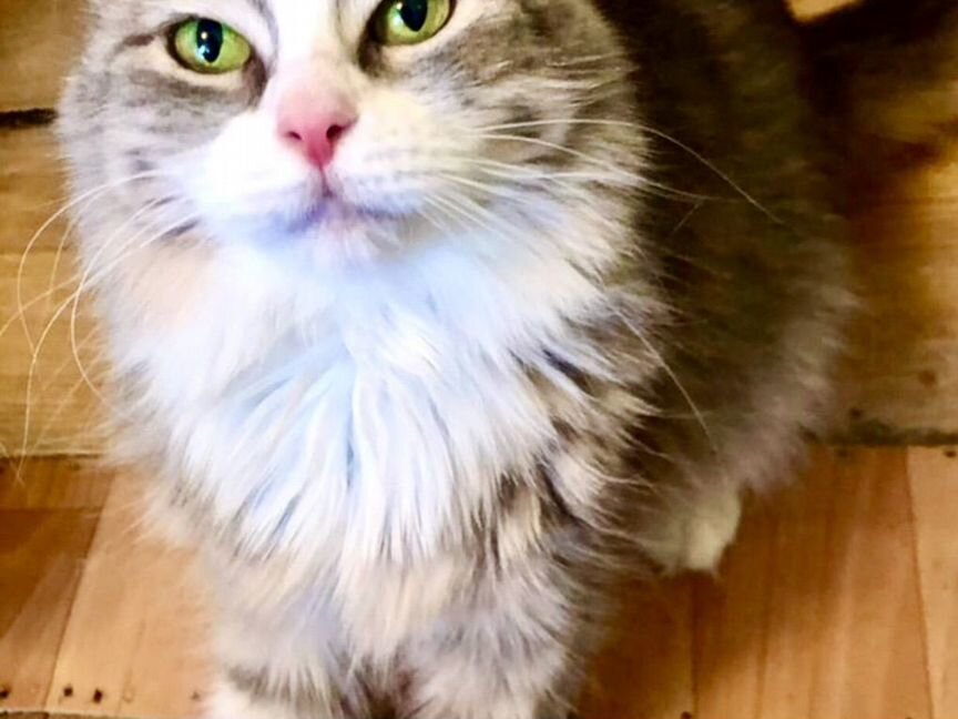 Выкинули погибать на улицу