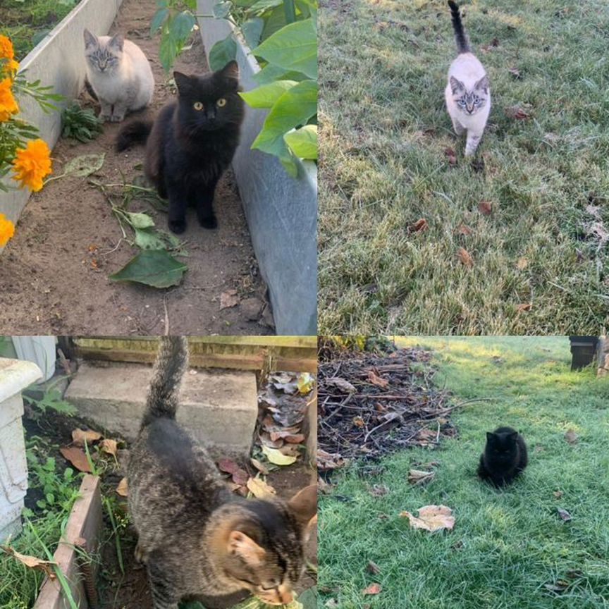 Котята (кошечки и котик)