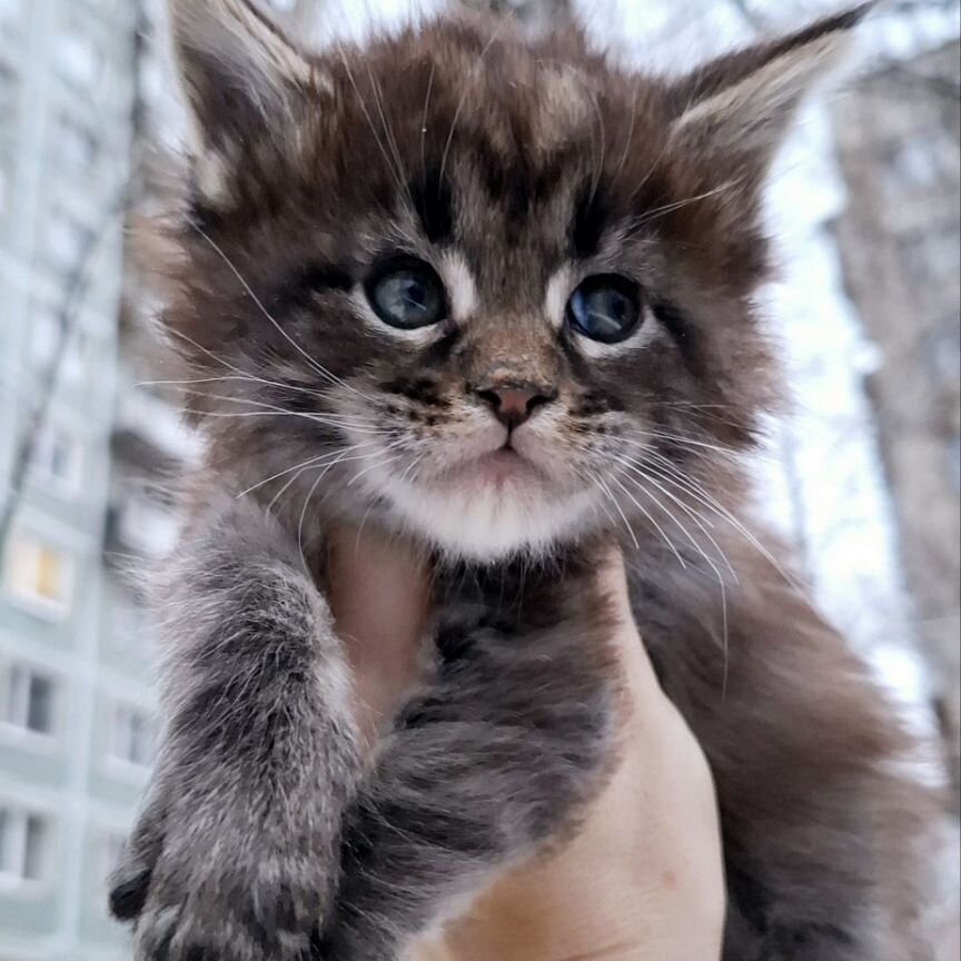 Мейн-кун котёнок