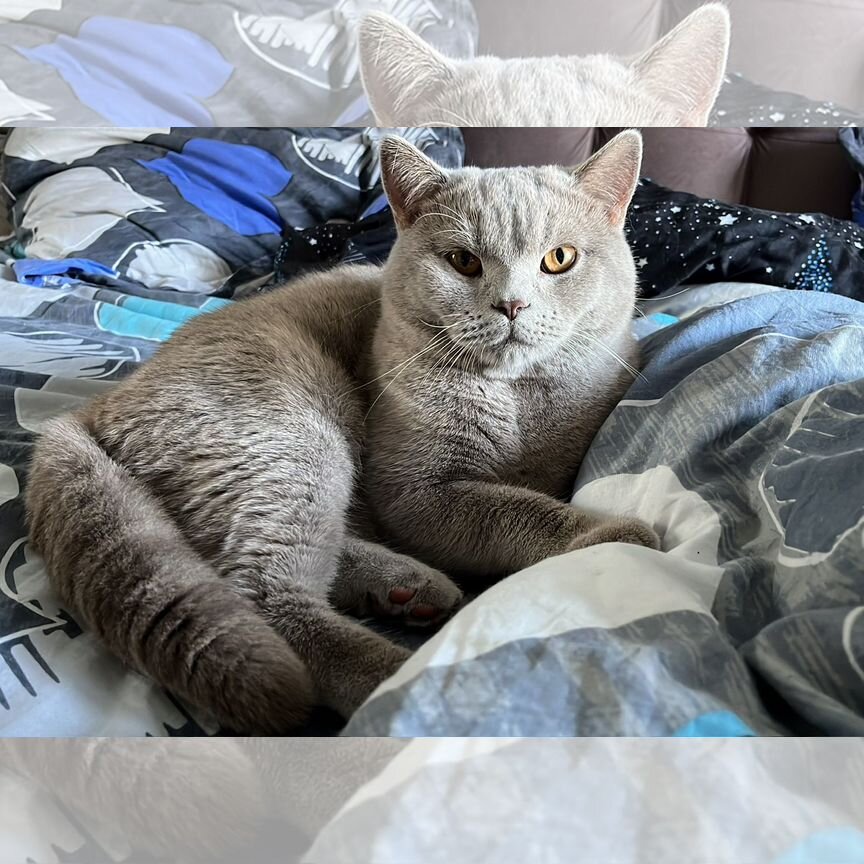 Котик на вязку
