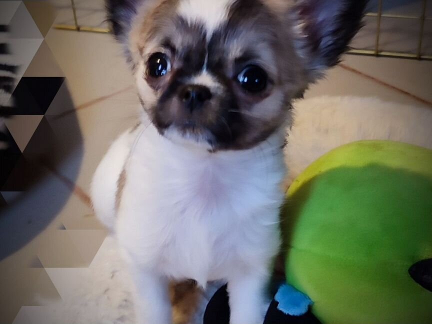 Щенки чихуахуа мини девочки