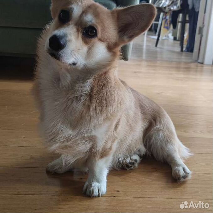 Вельш-корги пемброк вязка