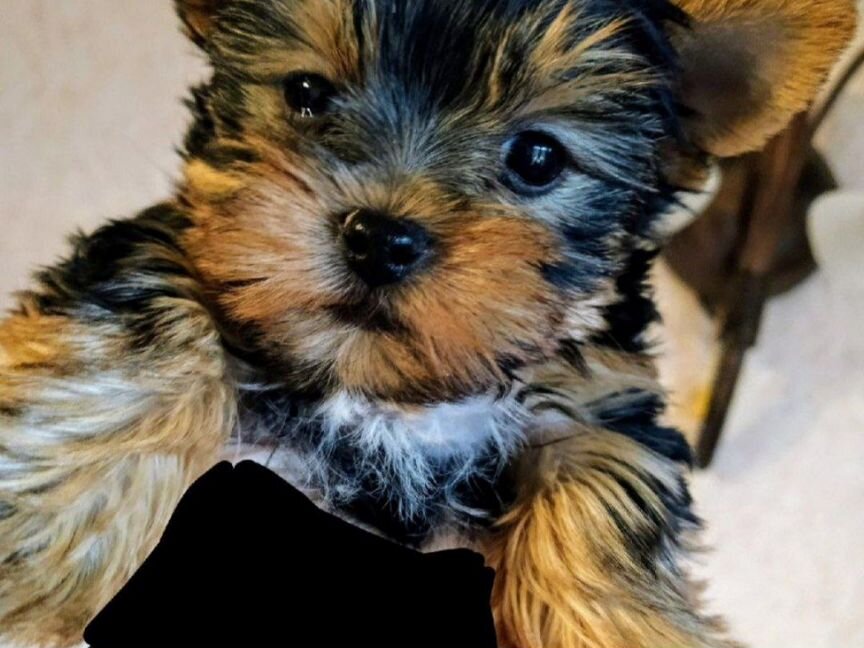 Щеночек йорк